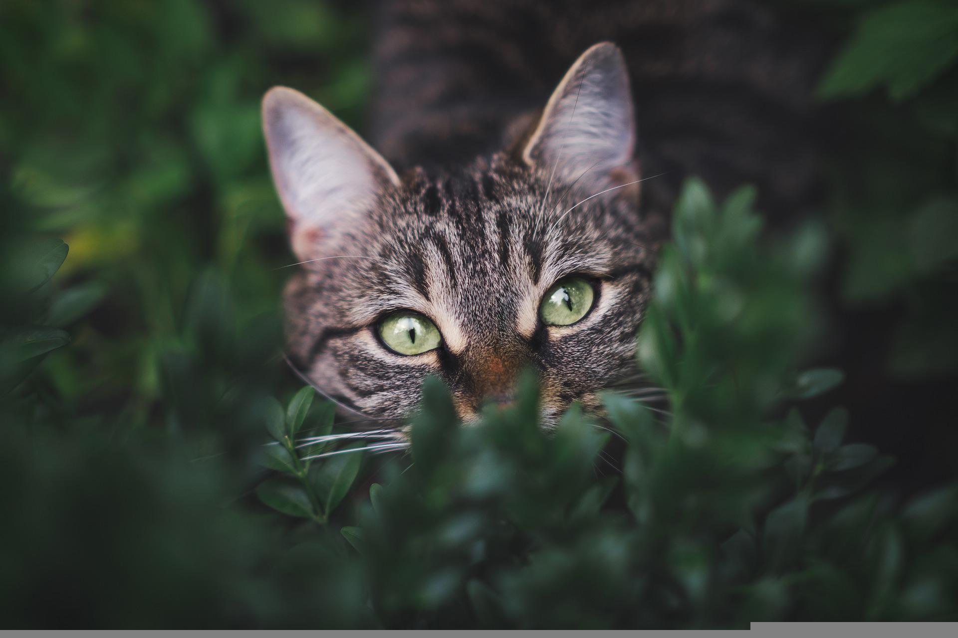 First Capitol Animal Hospital FAQs