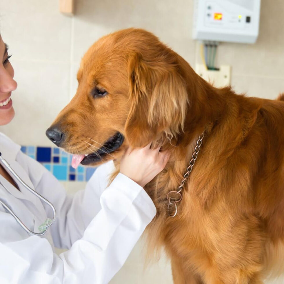 Best Veterinary Hospital In St. Charles, MO | First Capitol Animal Hospital