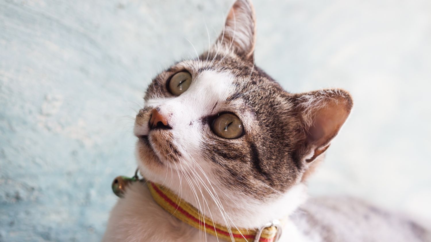 Gallery Success | First Capitol Animal Hospital