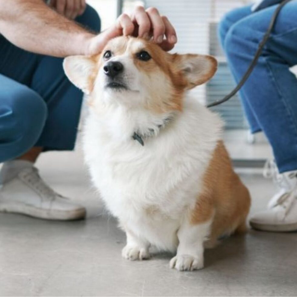 Best Veterinary Hospital In St. Charles, MO | First Capitol Animal Hospital